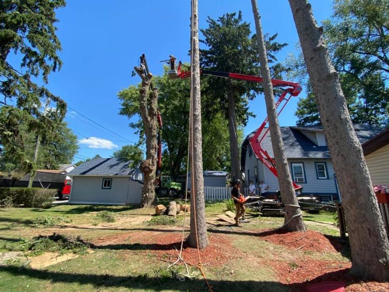 Tree Removal Service - WoodChuck Tree Service | Grand Island, NY