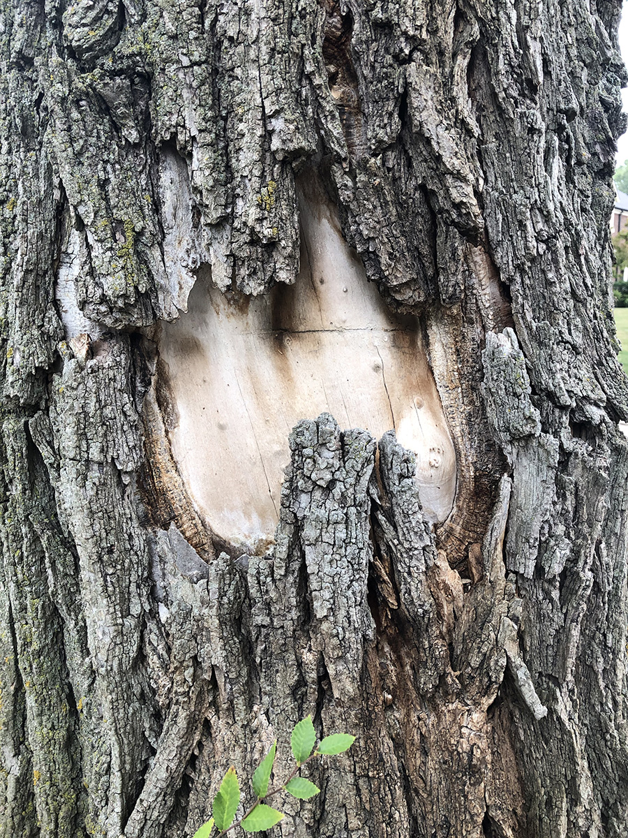 Tree Wounded During Construction? - WoodChuck Tree Service