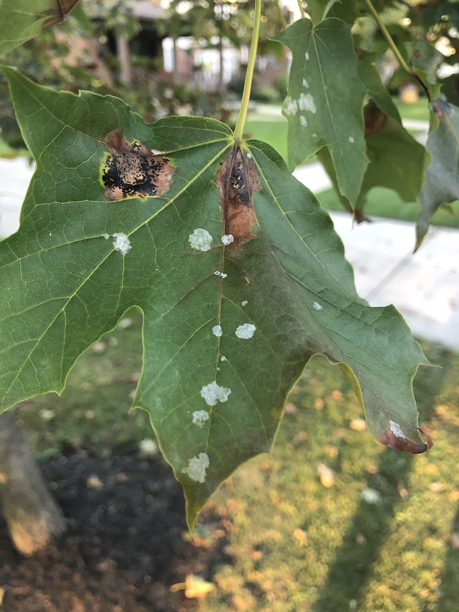 White Spots? It could be Powdery Mildew. - WoodChuck Tree Service