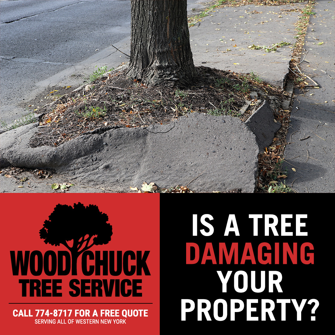 Is A Tree Damaging Your Property? - WoodChuck Tree Service