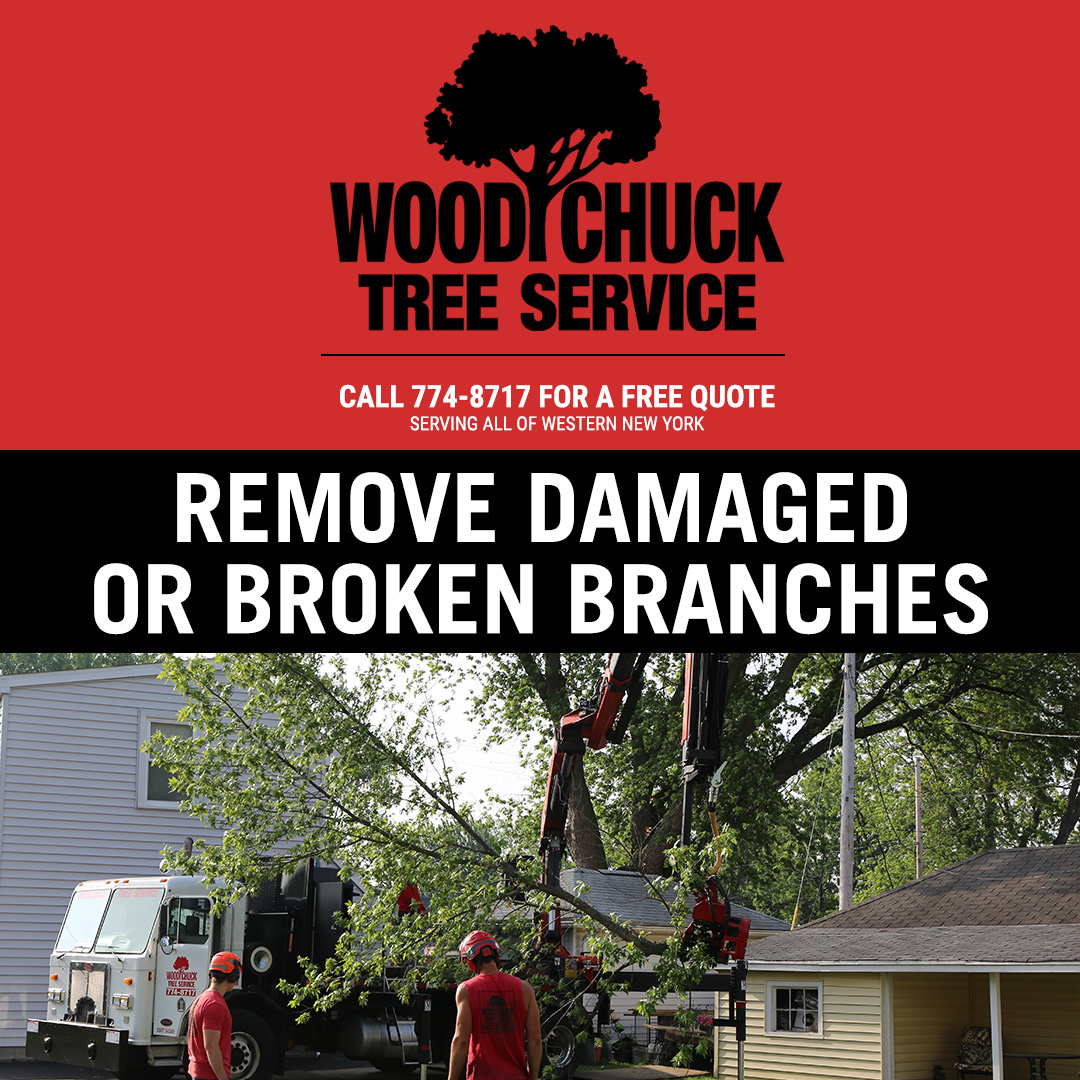Remove Damaged or Broken Branches - WoodChuck Tree Service