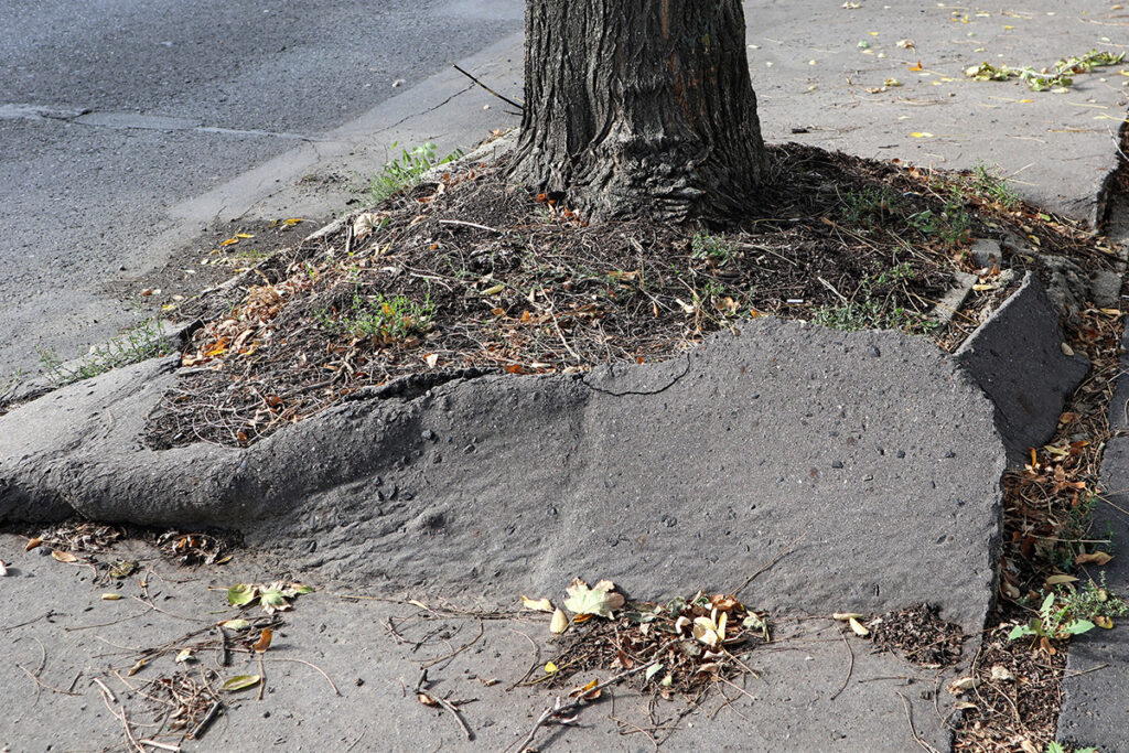 Is A Tree Damaging Your Property? - WoodChuck Tree Service