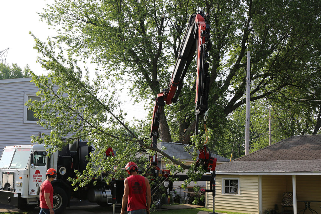Remove Damaged or Broken Branches - WoodChuck Tree Service