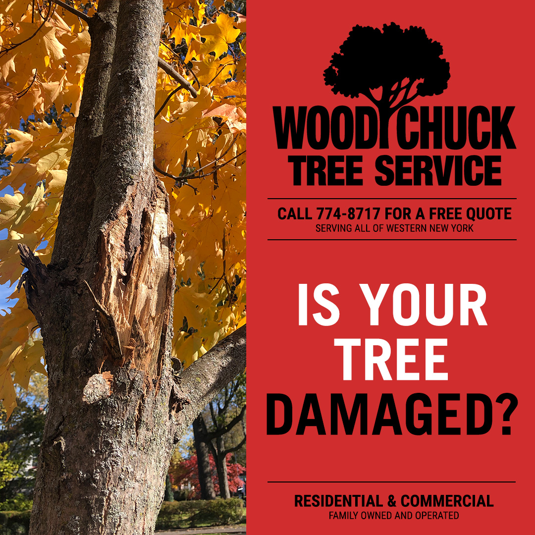 Is Your Tree Damaged? - WoodChuck Tree Service