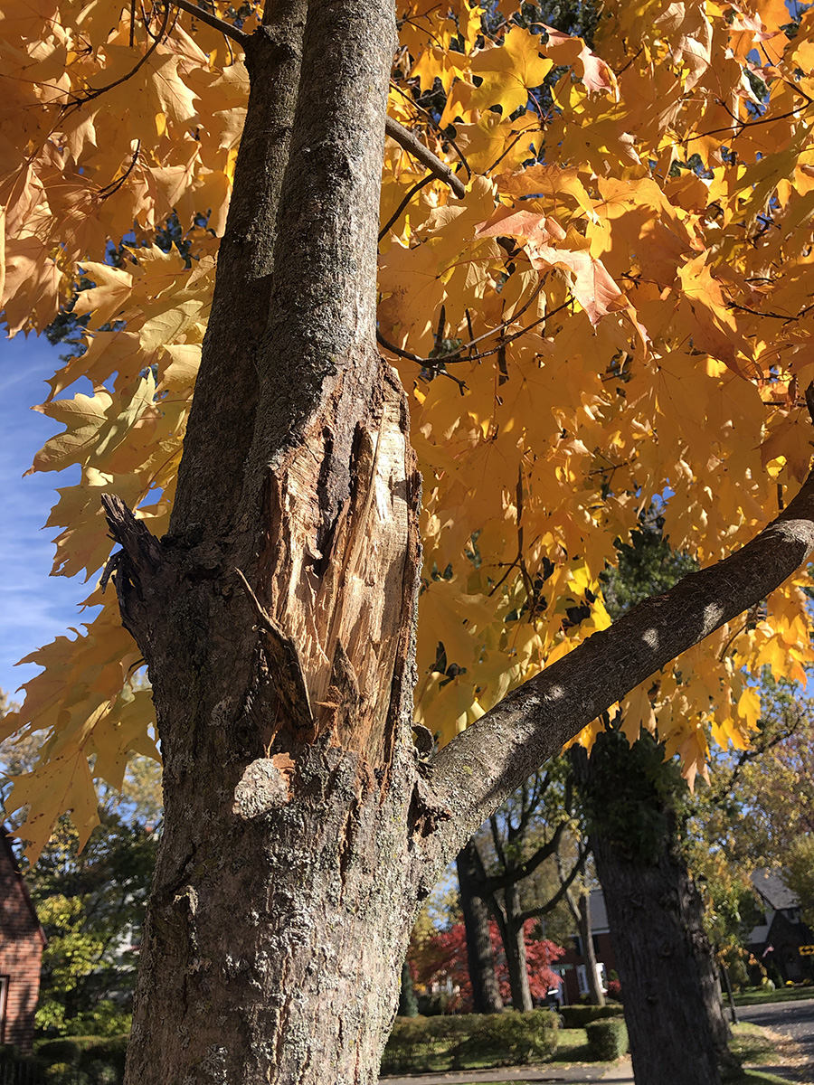 Is Your Tree Damaged? - WoodChuck Tree Service