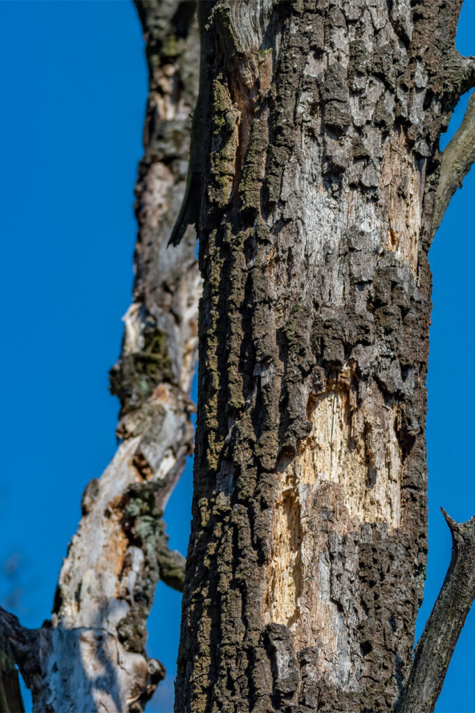 Signs of Tree Decay - WoodChuck Tree Service