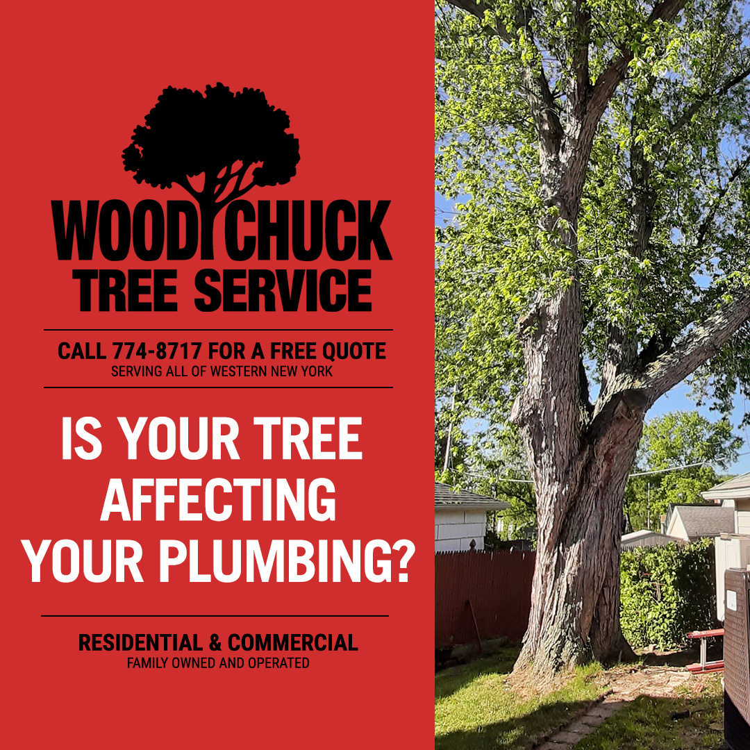 Is Your Tree Affecting Your Plumbing? - WoodChuck Tree Service