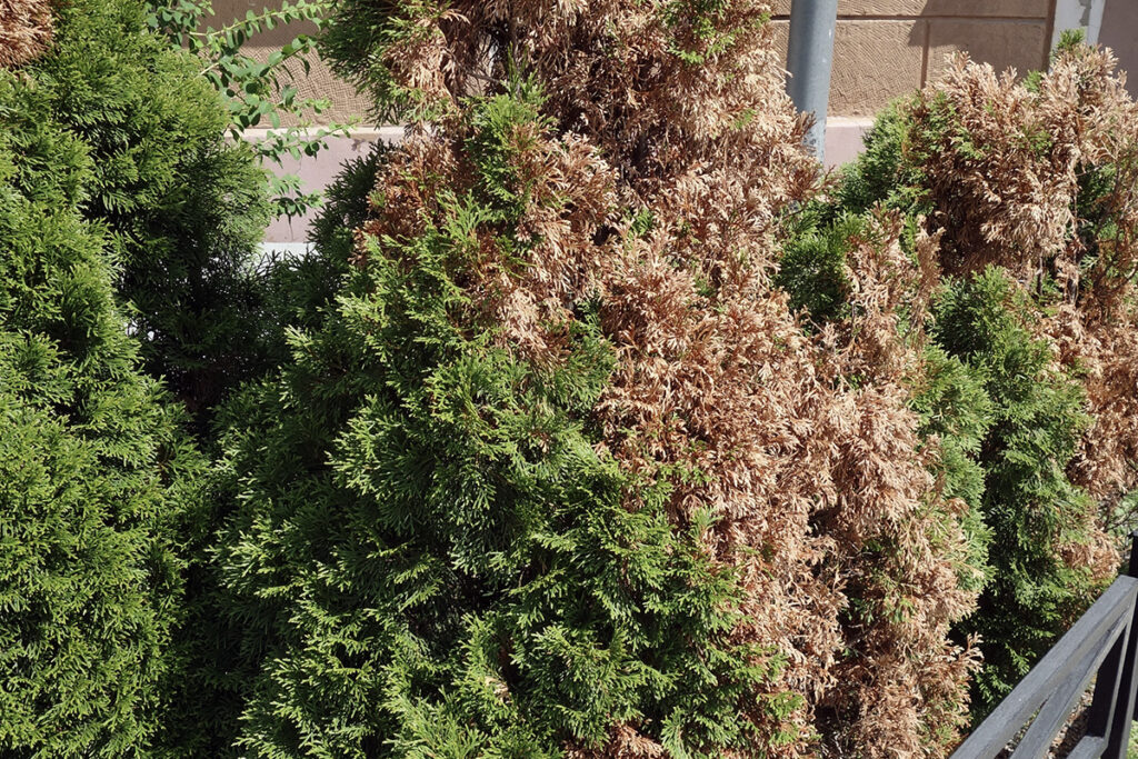 What is "Winter Burn?" - WoodChuck Tree Service