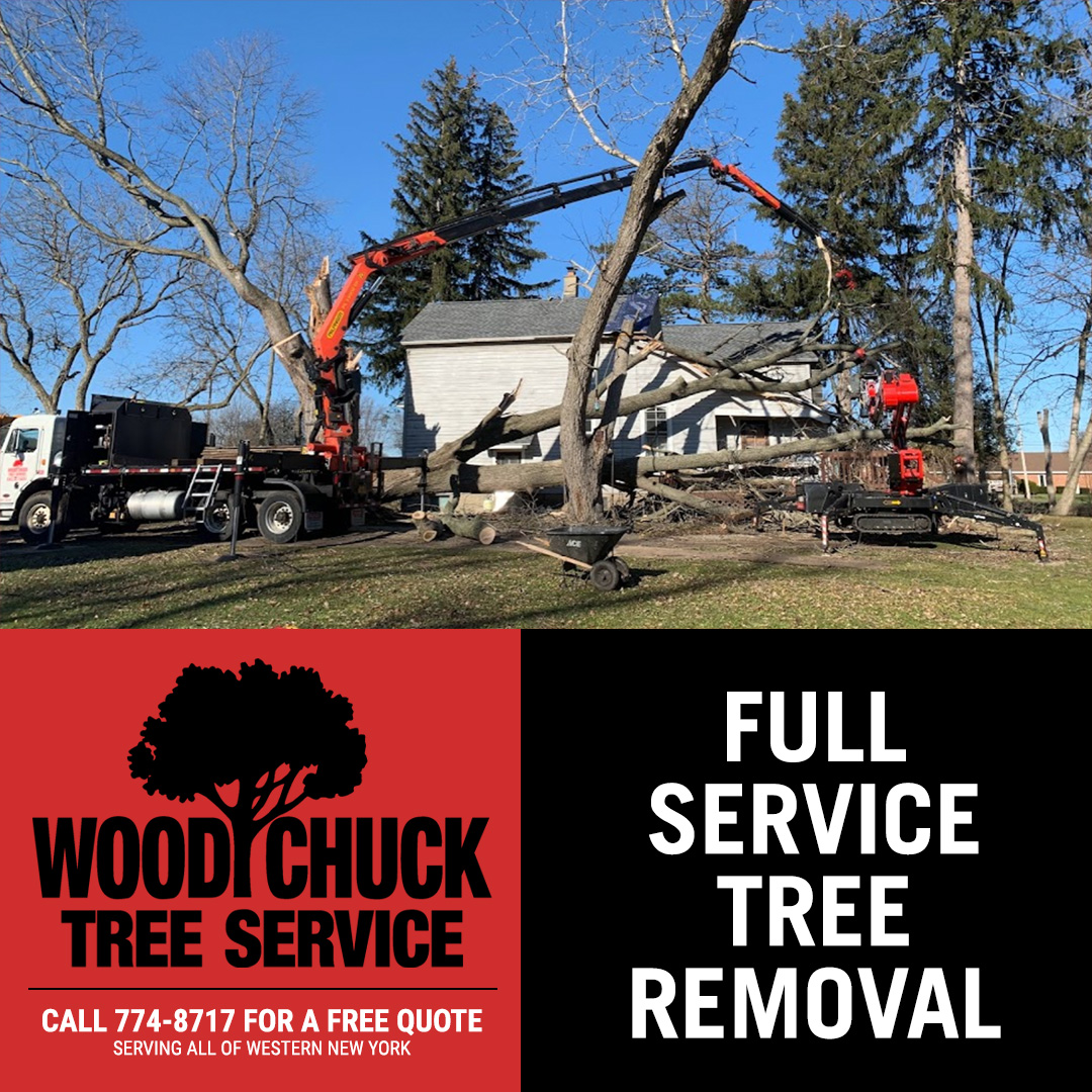 Full Service Tree Removal - WoodChuck Tree Service