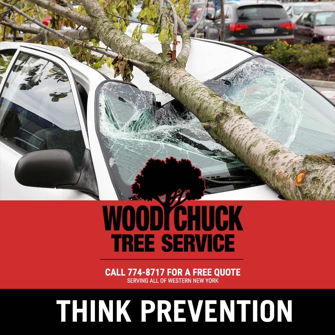 Think Prevention - WoodChuck Tree Service
