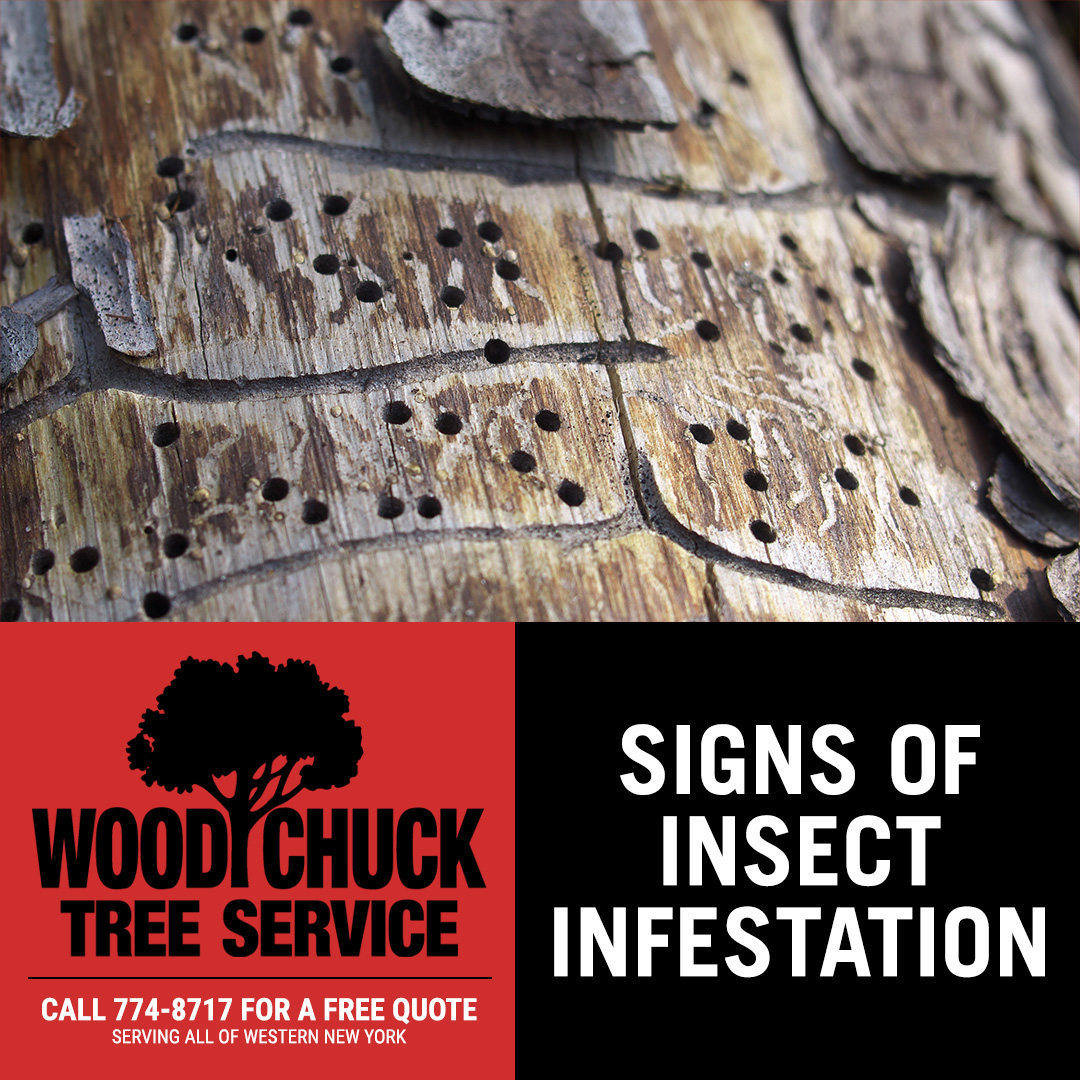 Signs of Insect Infestation - WoodChuck Tree Service
