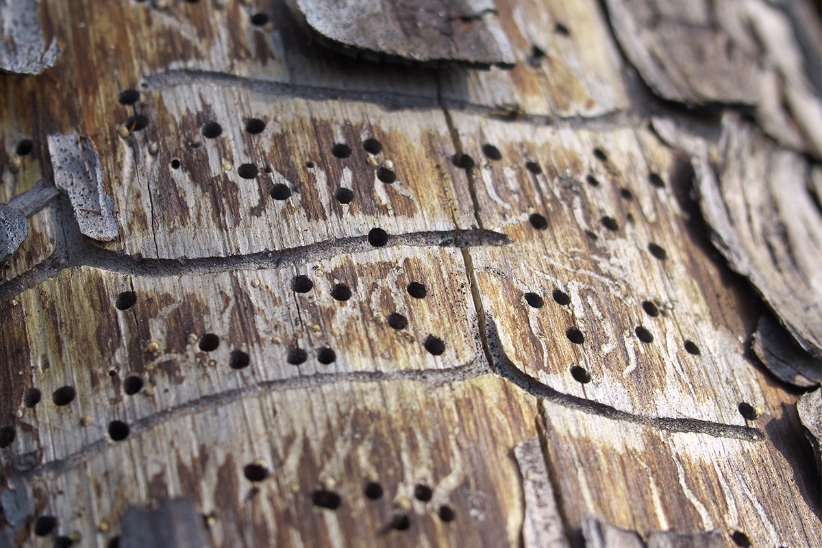 Signs of Insect Infestation - WoodChuck Tree Service