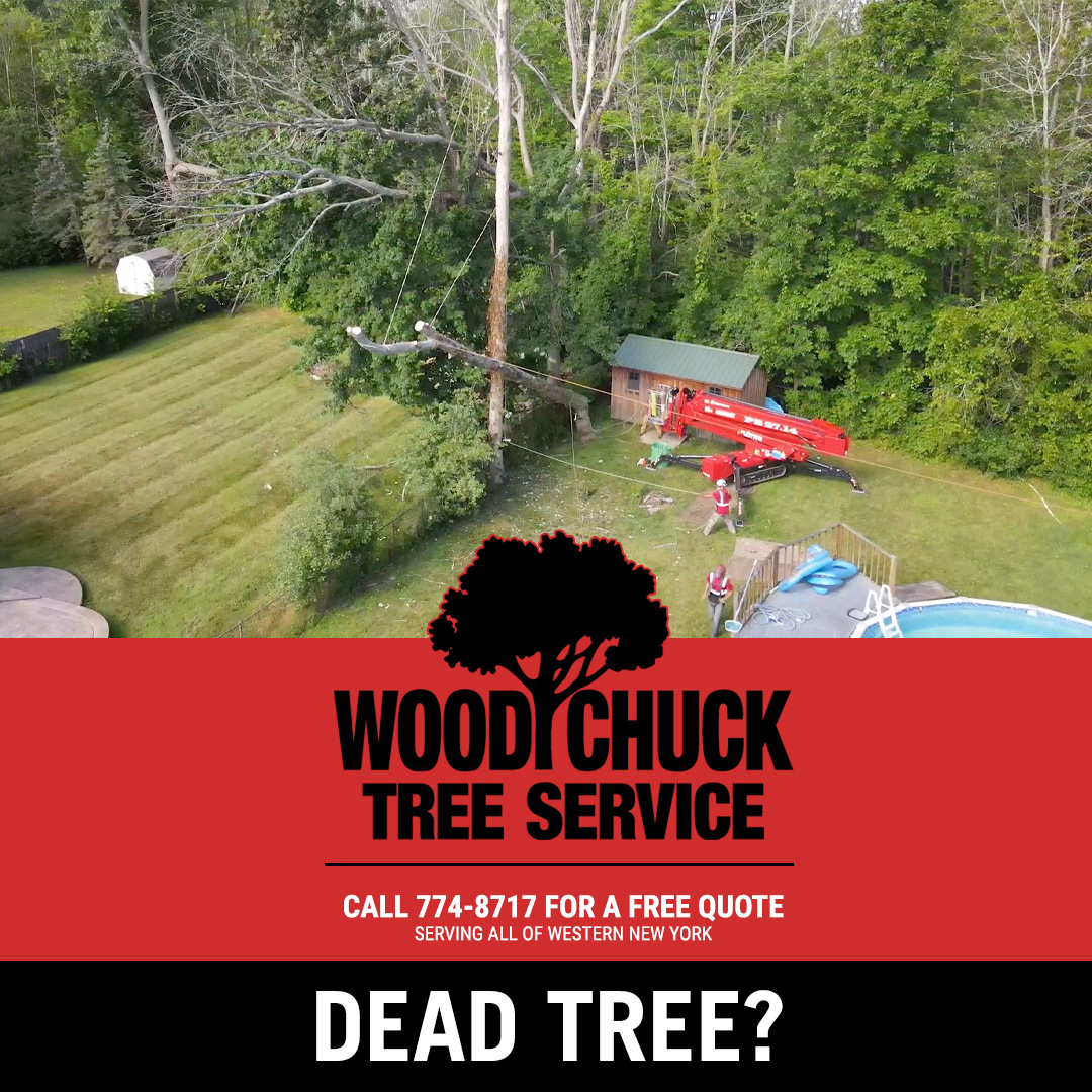 Dead Tree? - WoodChuck Tree Service