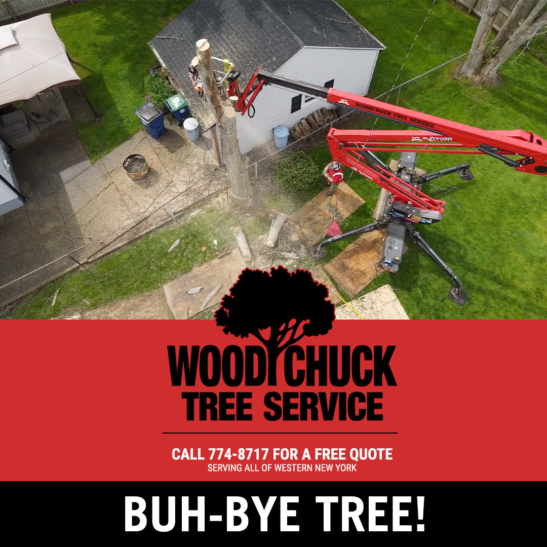 Premier Tree Removal: Buh-Bye Tree! - WoodChuck Tree Service