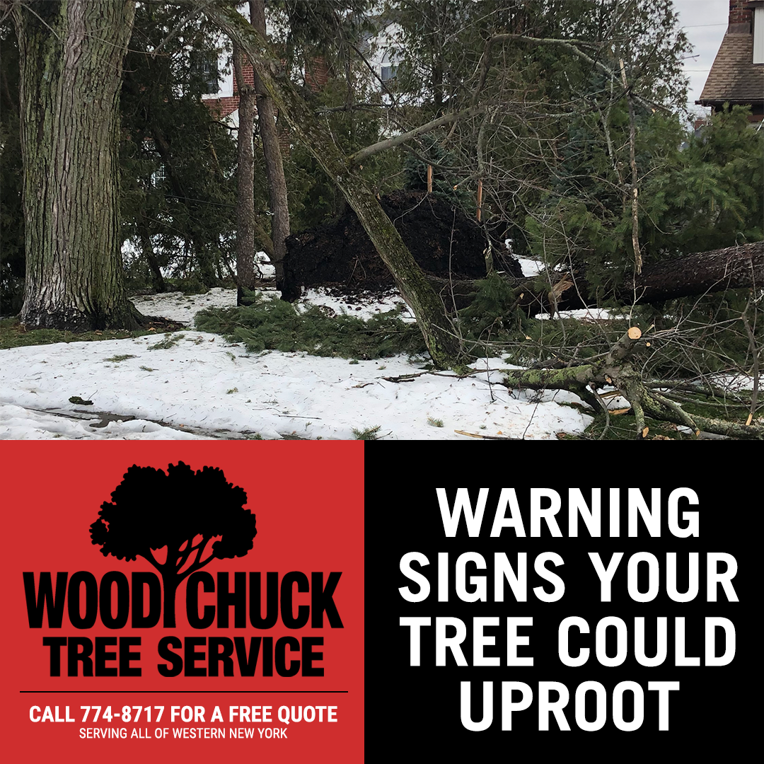 Warning Signs Your Tree Could Uproot - WoodChuck Tree Service