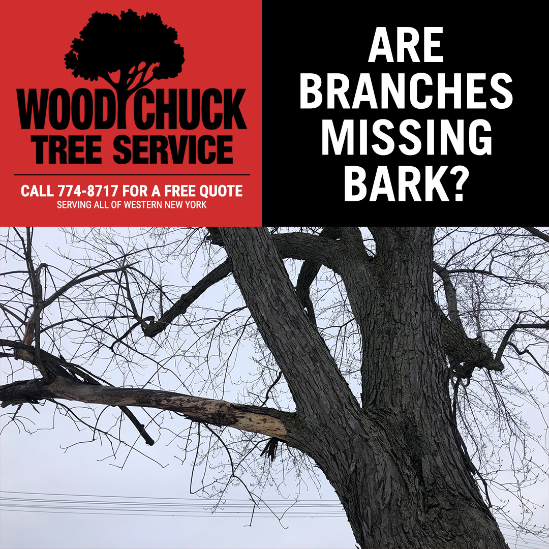 Are Branches Missing Bark? - WoodChuck Tree Service