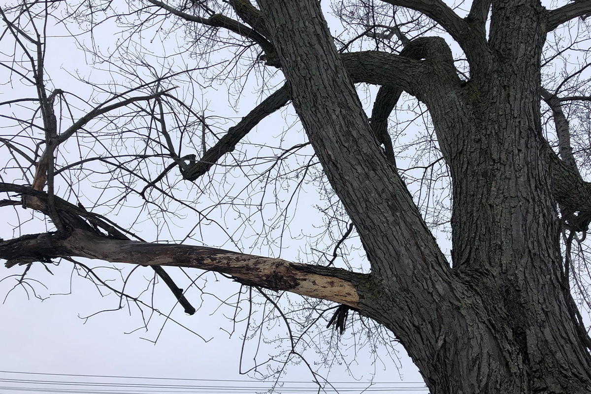 Are Branches Missing Bark? - WoodChuck Tree Service