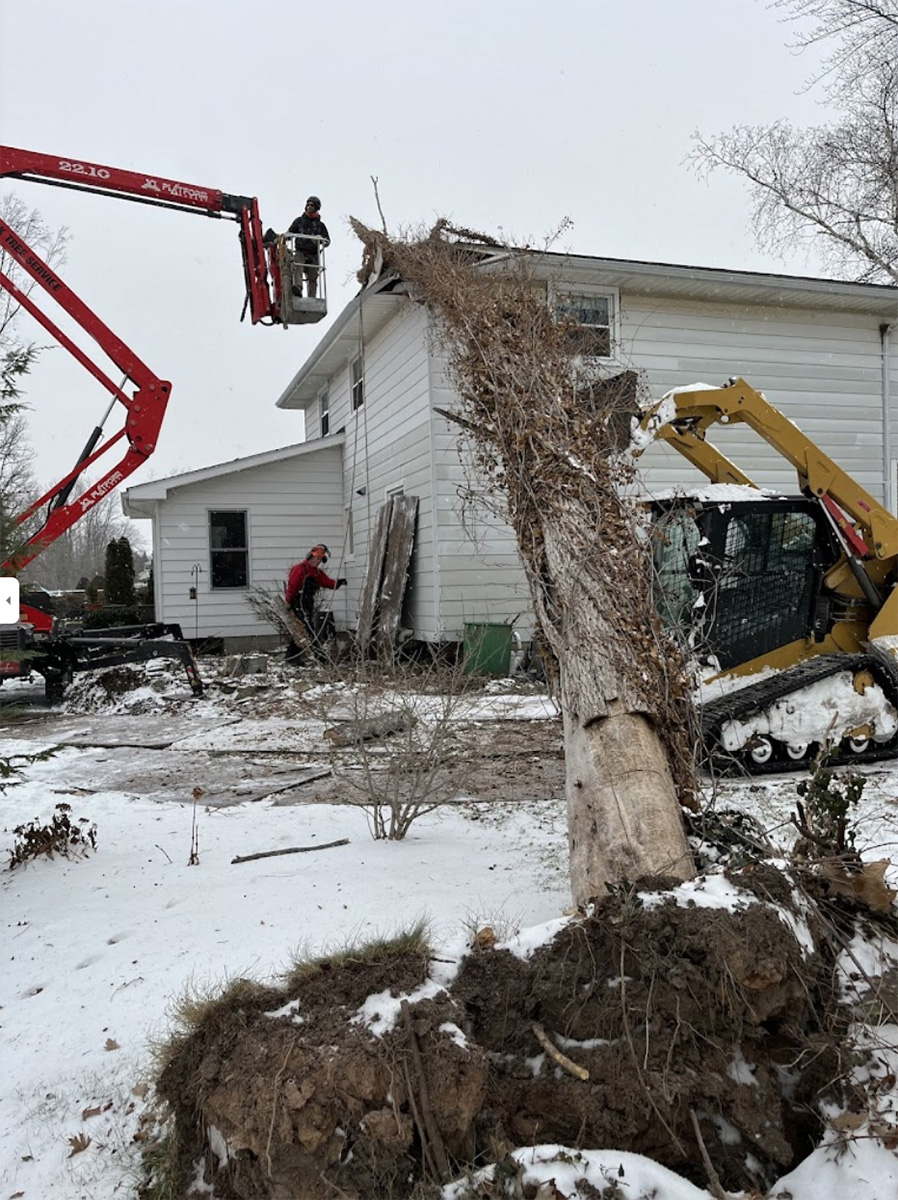 Emergency Tree Removal Review - WoodChuck Tree Service