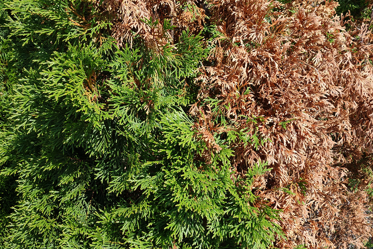 Is Winter Burn Hurting Your Trees? - WoodChuck Tree Service