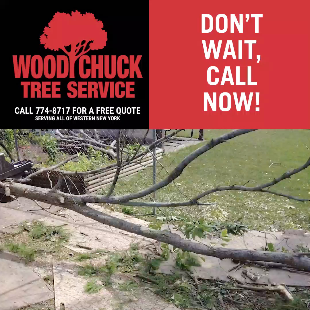 Branches Falling In Your Yard? - WoodChuck Tree Service