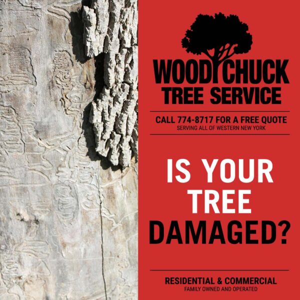 Emerald Ash Borer Damage - WoodChuck Tree Service