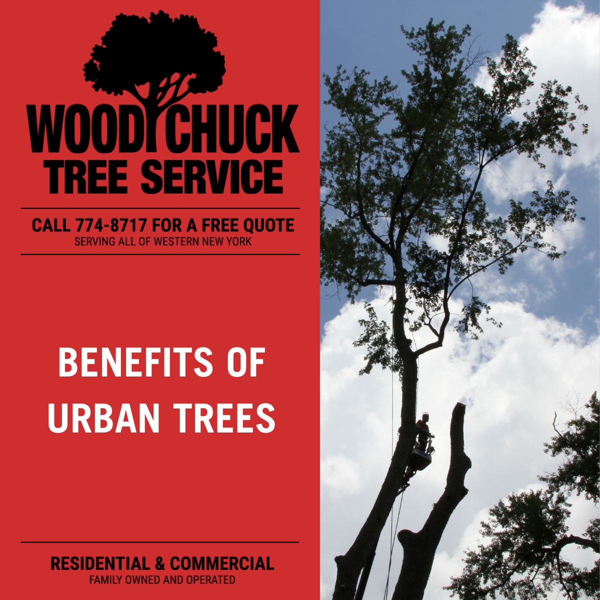 Benefits of Urban Trees - WoodChuck Tree Service