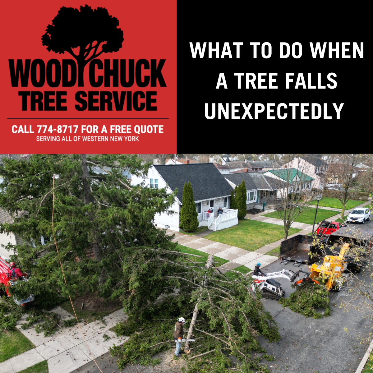 What To Do When A Tree Falls Unexpectedly - WoodChuck Tree Service