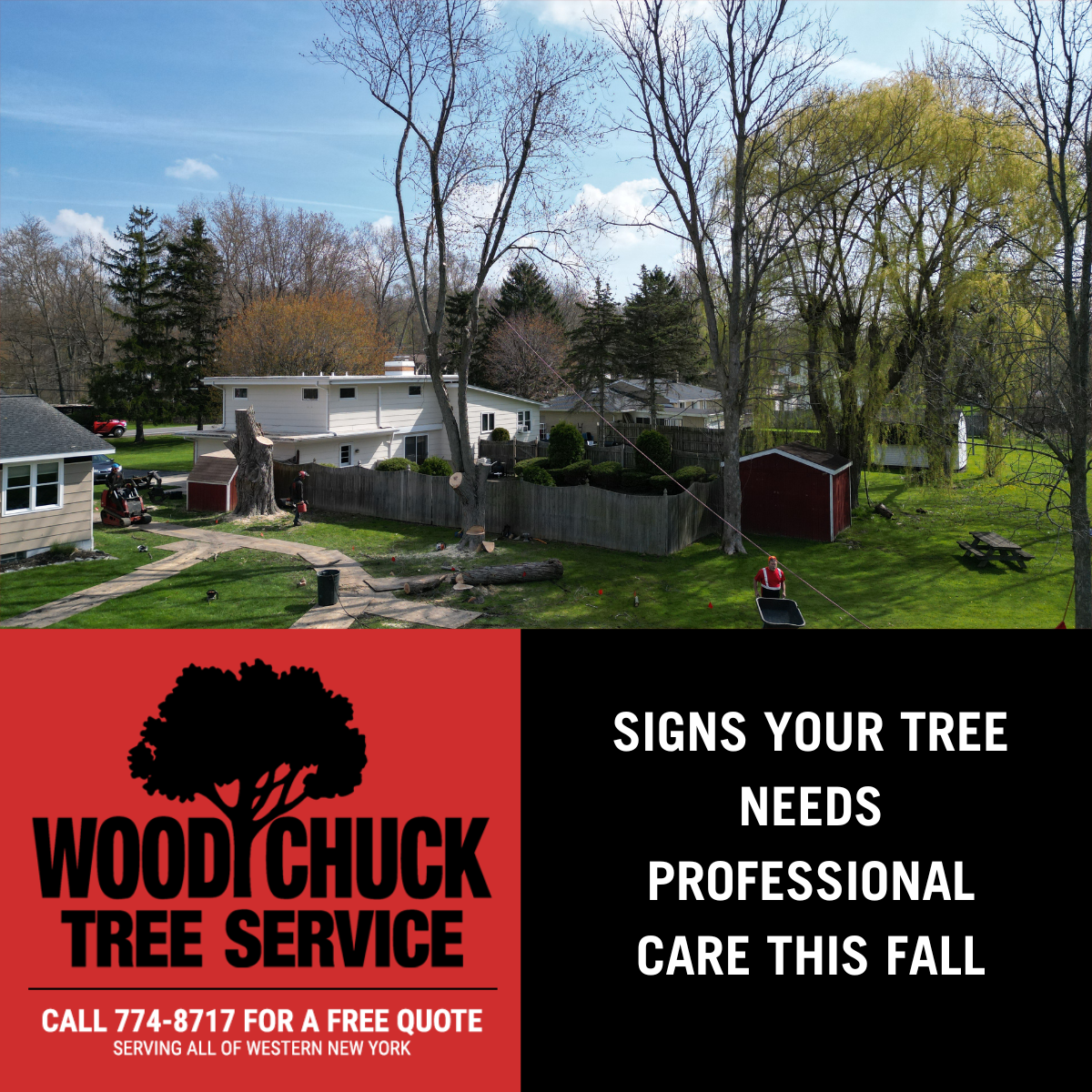 Signs Your Tree Needs Professional Care This Fall - WoodChuck Tree Service