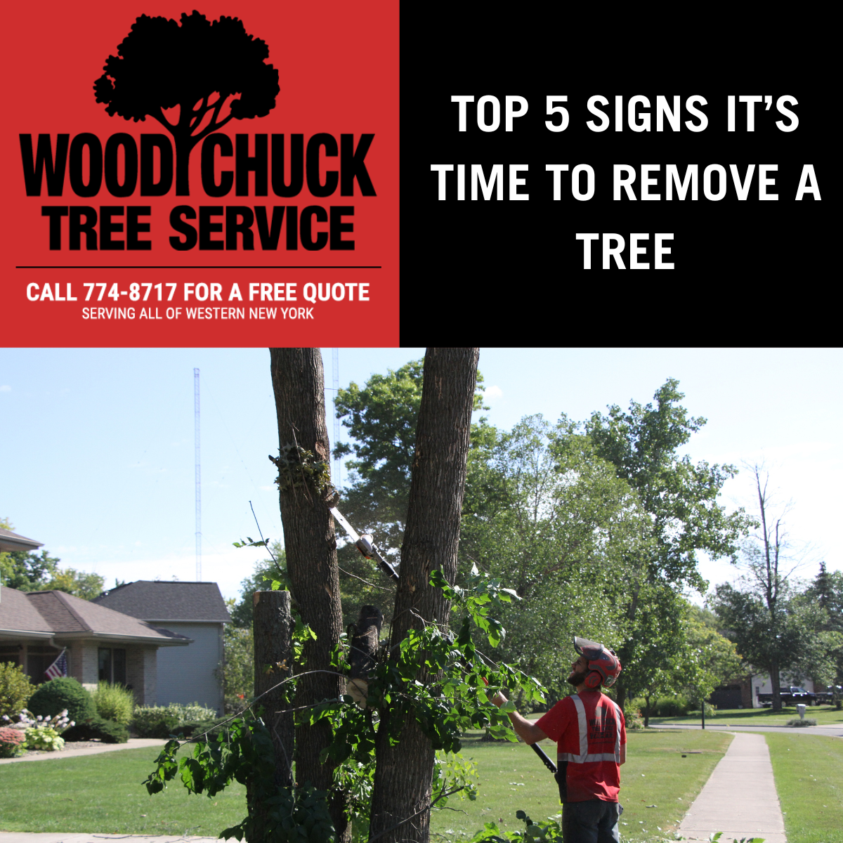 Top 5 Signs It's Time To Remove A Tree - WoodChuck Tree Service