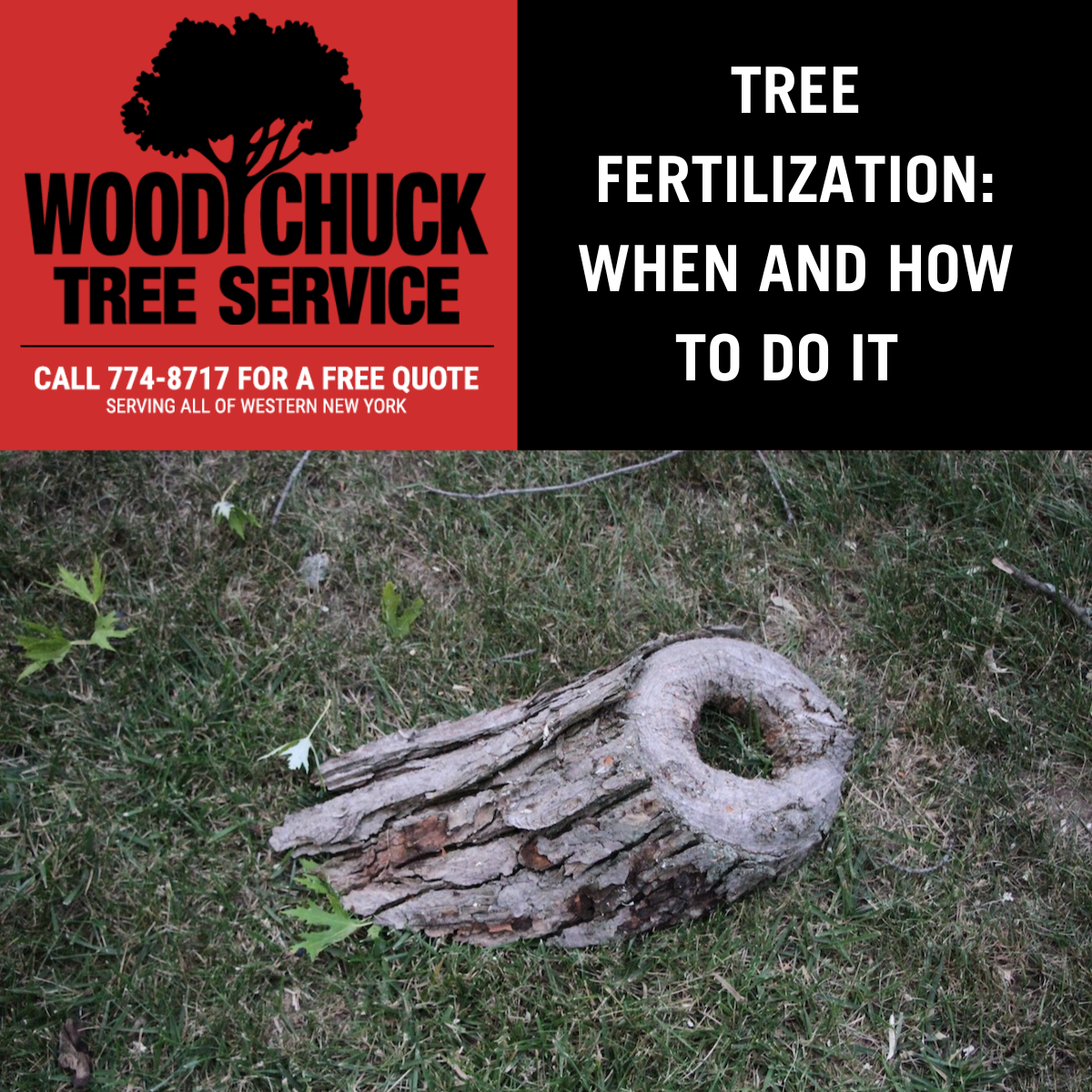 Tree Fertilization: When and How To Do It - WoodChuck Tree Service