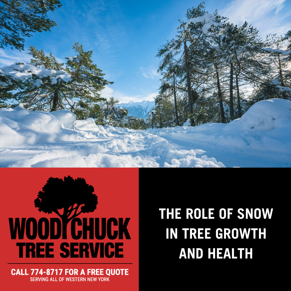 The Role of Snow In Tree Growth and Health - WoodChuck Tree Service