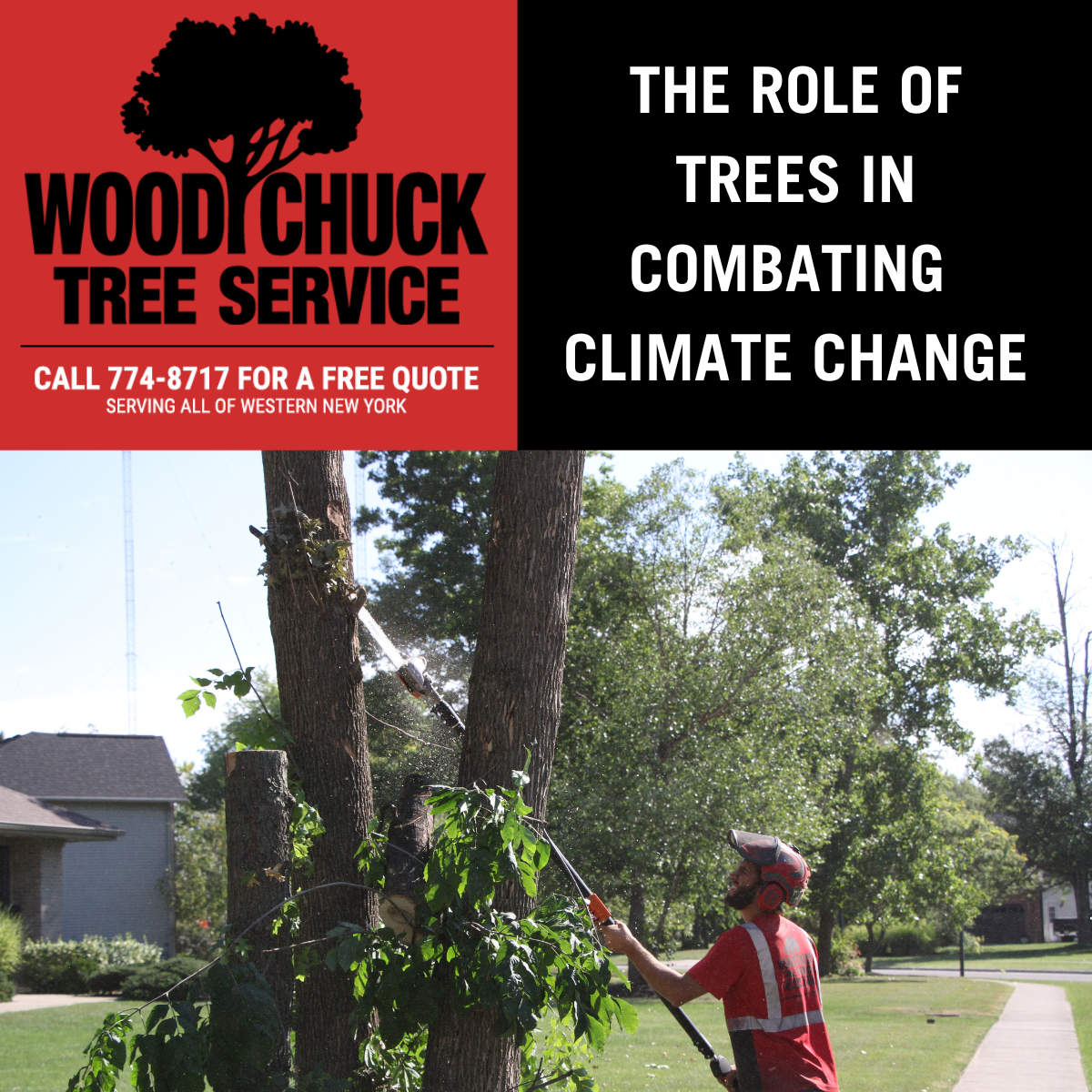 The Role of Trees In Combating Climate Change - WoodChuck Tree Service