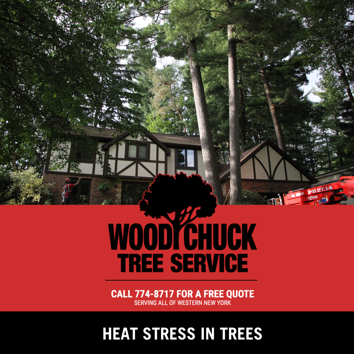 How To Prevent Heat Stress in Trees - WoodChuck Tree Service