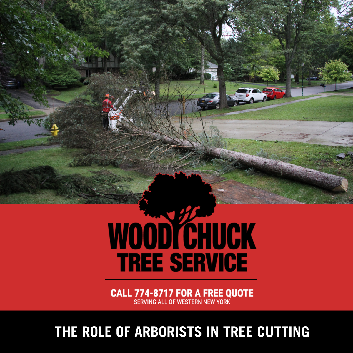 The Role of Arborists in Tree Cutting - WoodChuck Tree Service