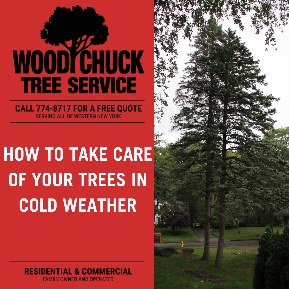 How to Take Care of your Trees in Cold Weather - WoodChuck Tree Service