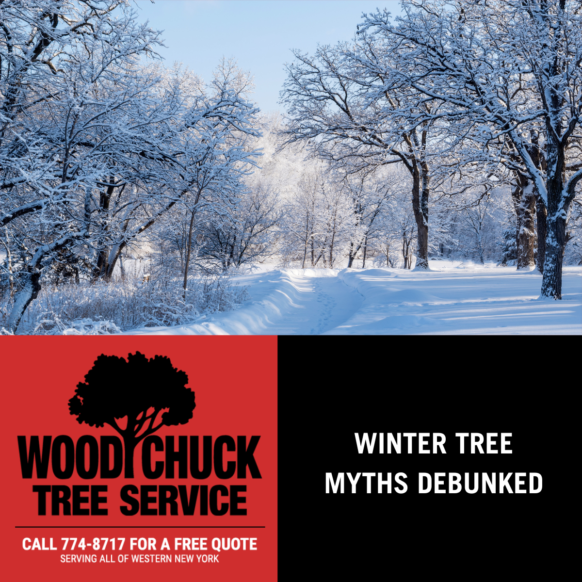 Winter Tree Myths Debunked - WoodChuck Tree Service